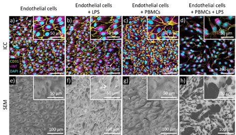 Evaluation Of Endothelial Cell Morphology Immunocytochemical Staining