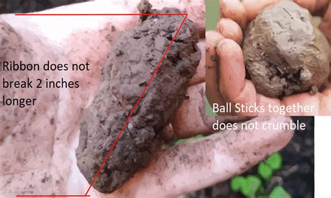 Your Green Manure For Clay Soil Guide