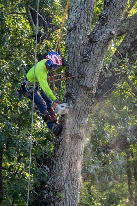 Arborist Tree Cutter Actively Cutting Large Tree Chainsaw Ropes Sawdust Summer Morning Stock