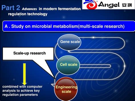 Ppt Yeast Extract For Fermentation Powerpoint Presentation Free Download Id 3616795