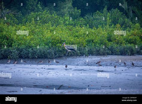 Sundarbans Bangladesh A Lesser Adjutant Leptoptilos Javanicus In