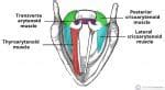 Thyroarytenoid Larynx Actions Teachmeanatomy