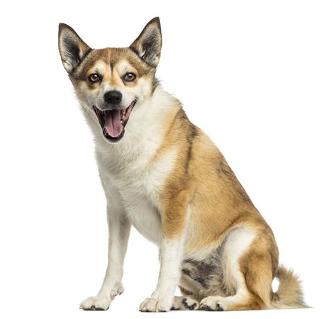 Norwegian Lundehund Dog Breed Characteristics And Care
