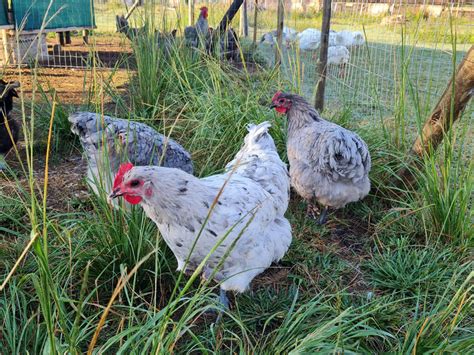 Blue Australorp Chickens