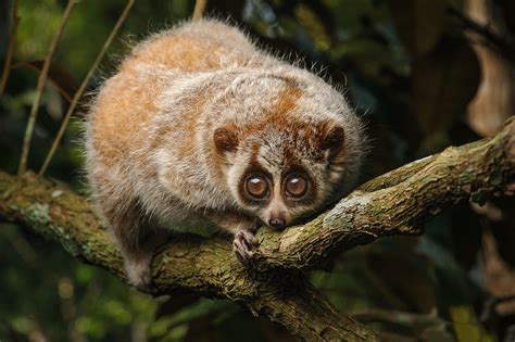 Con T L L Con G C I M I S Ng Con T L Vi T Nam