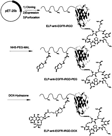 Preparation Method And Application Of Conjugate Of Doxorubicin And Double Targeting Elastin Like
