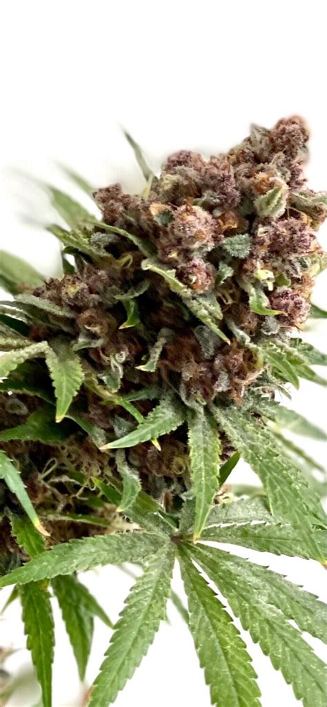 Raspberry Boogie S1 Mosca Seeds