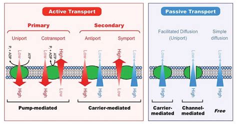 Active Vs Passive Transport 18 Differences Examples
