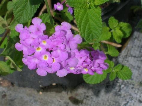 Lantana Montevidensis Lavender Trailing Lantana Richard Lyons Nursery Inc