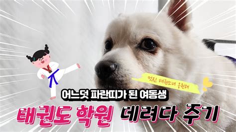 개 Vlog 여동생 태권도 학원 데려다 주는 개오빠 Youtube