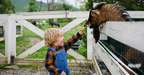 농장에 서서 염소에게 먹이를 주는 쾌활한 작은 소년의 초상화 사진 Unsplash의 지속 가능한 라이프 스타일 이미지
