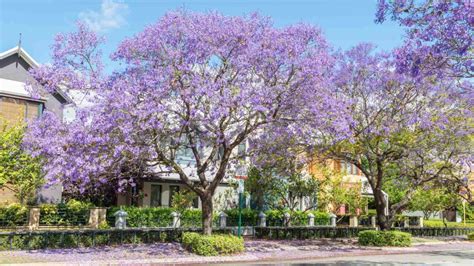 How To Plant Grow And Care For Jacaranda Tree Easily Planet Natural