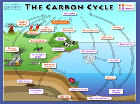 Carbon Oxygen Cycle Animation