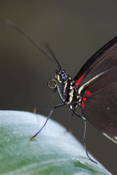 Butterfly Proboscis Diagram