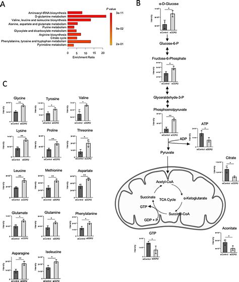 Stromal Ddr2 Promotes Ovarian Cancer Metastasis Through Regulation Of