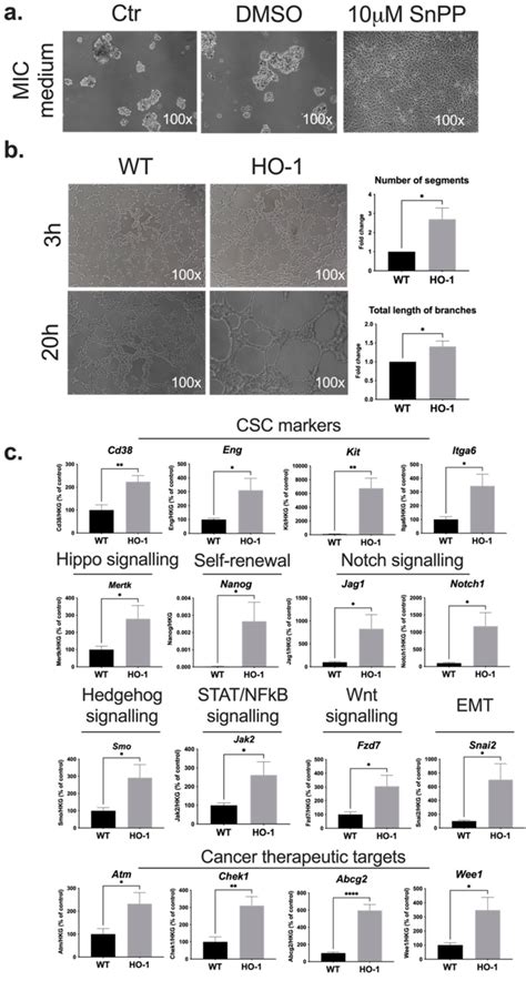 Figure From Heme Oxygenase Has A Greater Effect On Melanoma Stem Cell Properties Than The