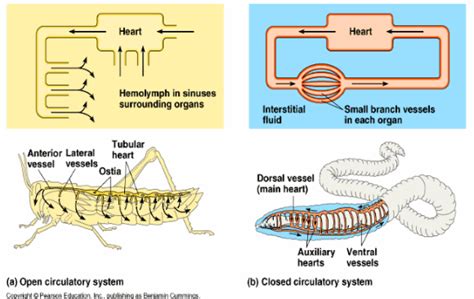 Arthropods Digestive Tract