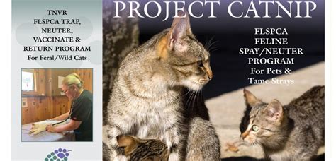 Project Catnip Finger Lakes Spca Bath New York Animal Shelter