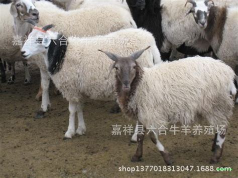 杜蒙羊简介 萨福克羊的优 蒙羊图片 大山谷图库
