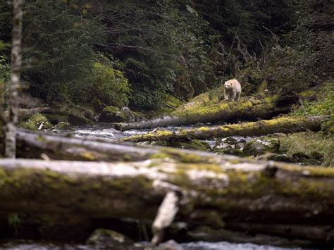 Opinion Recognizing Land As A Legal Person Could Help Solve Native Land Claims Vancouver Sun