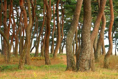 식물 소나무 식물 생물종 Bric