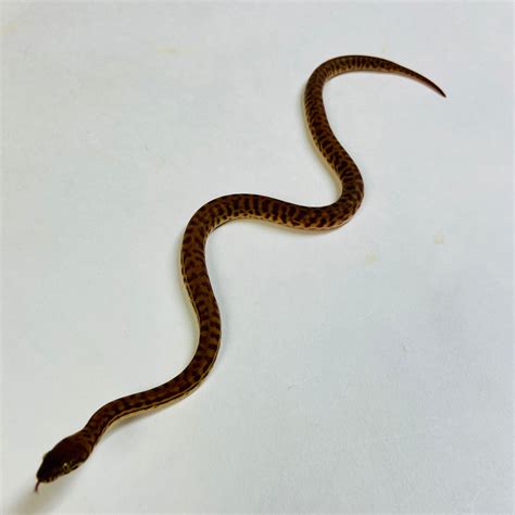 Stimsons Python Female 2024f03 Bhb Reptiles