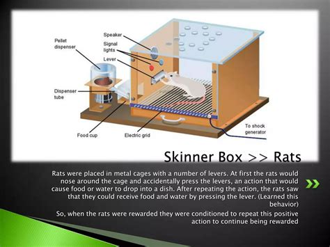 B F Skinner Pptx