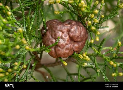 Cedar Apple Rust Or Juniper Apple Rust Gymnosporangium Juniperi