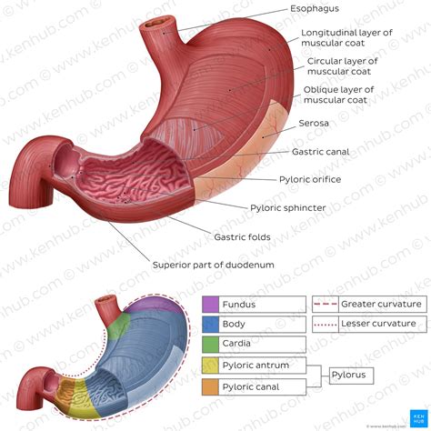 Stomach Histology Mucosa Glands And Layers Kenhub 53 Off