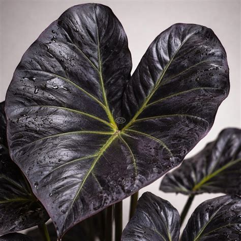 Colocasia Esculenta Royal Hawaiian Black Coral Elephant Ears Royal Hawaiian® Black Coral