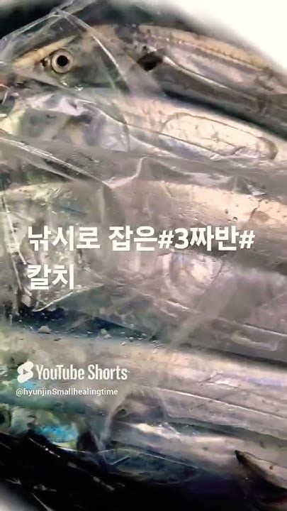 지인분이 주신 낚시로 잡은 칼치 Youtube