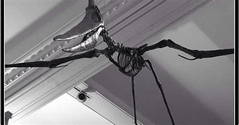 Pterodactyl Imgur