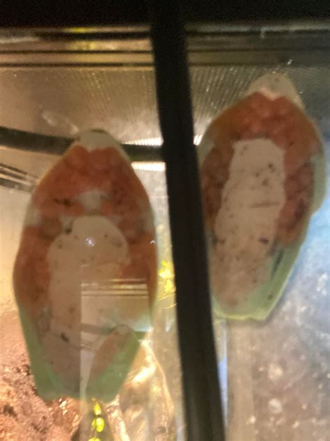 Can You Tell What Sex My Frogs Are Rfrogs