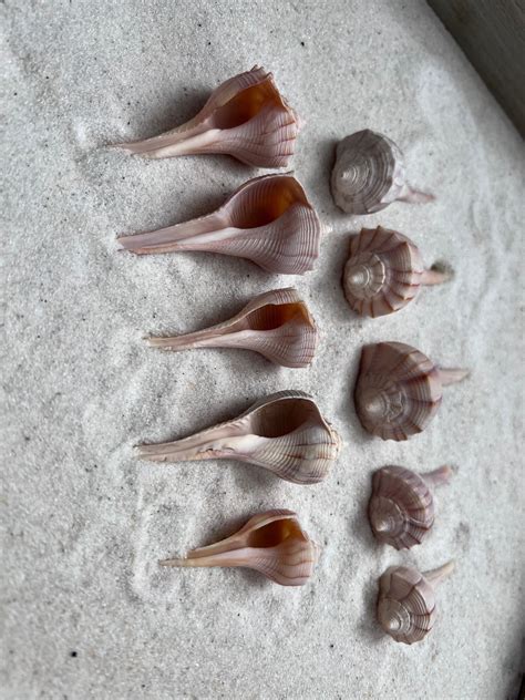Lightning Whelk Etsy