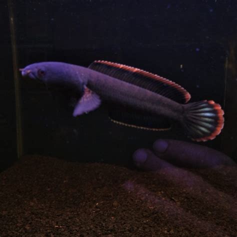 Jual Limbata Lawu Wc Rim Tebal Garansi Shopee Indonesia