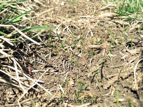 Dormant Seeding Of Turfgrass In Late Winter Missouri Environment And Garden News Article