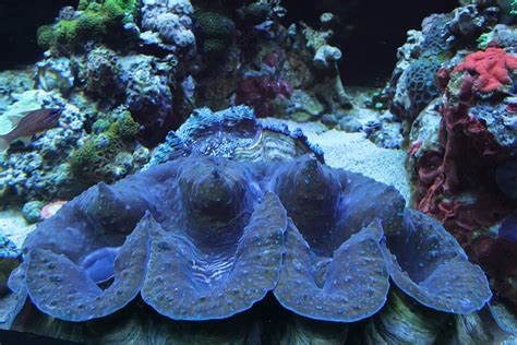 Giant Clam Coral Reef Aquarium Tridacna Photo Background And Picture For Free Download Pngtree