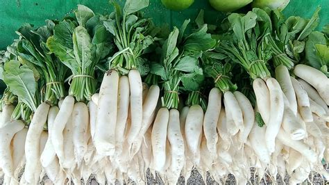 ပေါင်မြို့နယ်၌ တစ်နိုင်တစ်ပိုင် မုန်လာဥဖြူစိုက် တောင်သူများ အပိုဝင်င