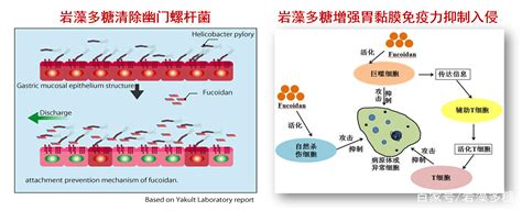 岩藻多糖清除幽门螺杆菌，与传统疗法相比优势在哪里 搜狐大视野 搜狐新闻