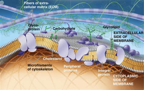 Chapter Membrane Structure Flashcards Quizlet