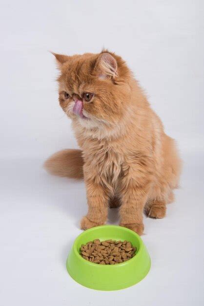 Premium Photo Red Cat Eats Dry Food From A Bowl Persian Exotic