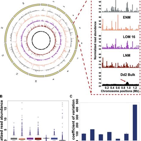 Samples Amplified By Optimized Malbac Display Improved Uniformity Of