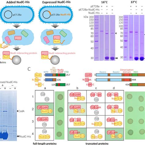 Bacterial Nudc Hydrolase Interacts With The Dead Box Helicase Csda In Download Scientific