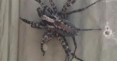 Spider Album On Imgur