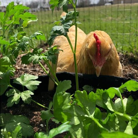 Planting A Garden For Chickens