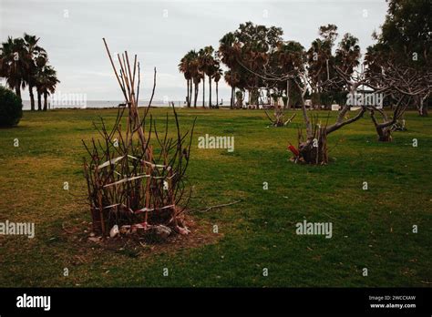 Garden Wooden Structure For Tree Support Garden Obelisk Supporting A Young Tree In A Tropical