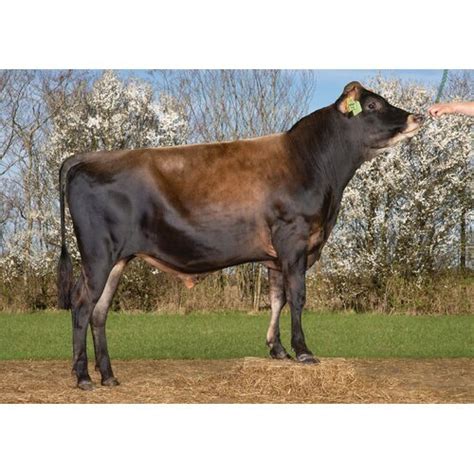 Dzersiai Pieniniu Karviu Veisles Gyvuliu Seklinimas Kergimas Gameta