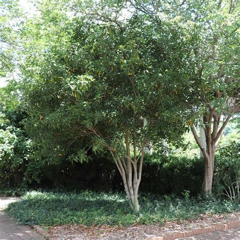 Fragrant Tea Olive Tree 3 Gallon Tea Olive Tree Landscape Tea