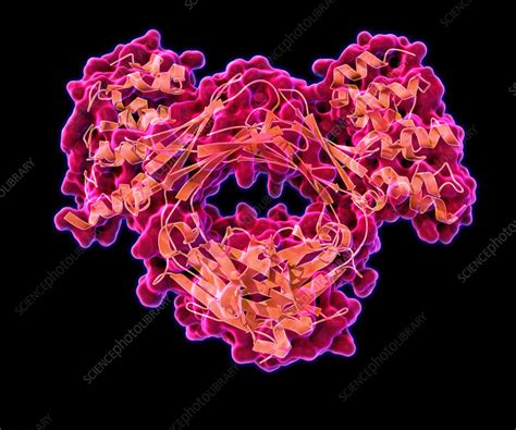 Immunoglobulin E Antibody Illustration Stock Image F031 7768 Science Photo Library