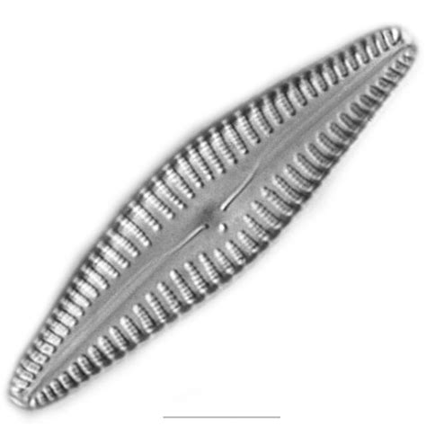 Asymmetric Biraphid Morphology Diatoms Of North America